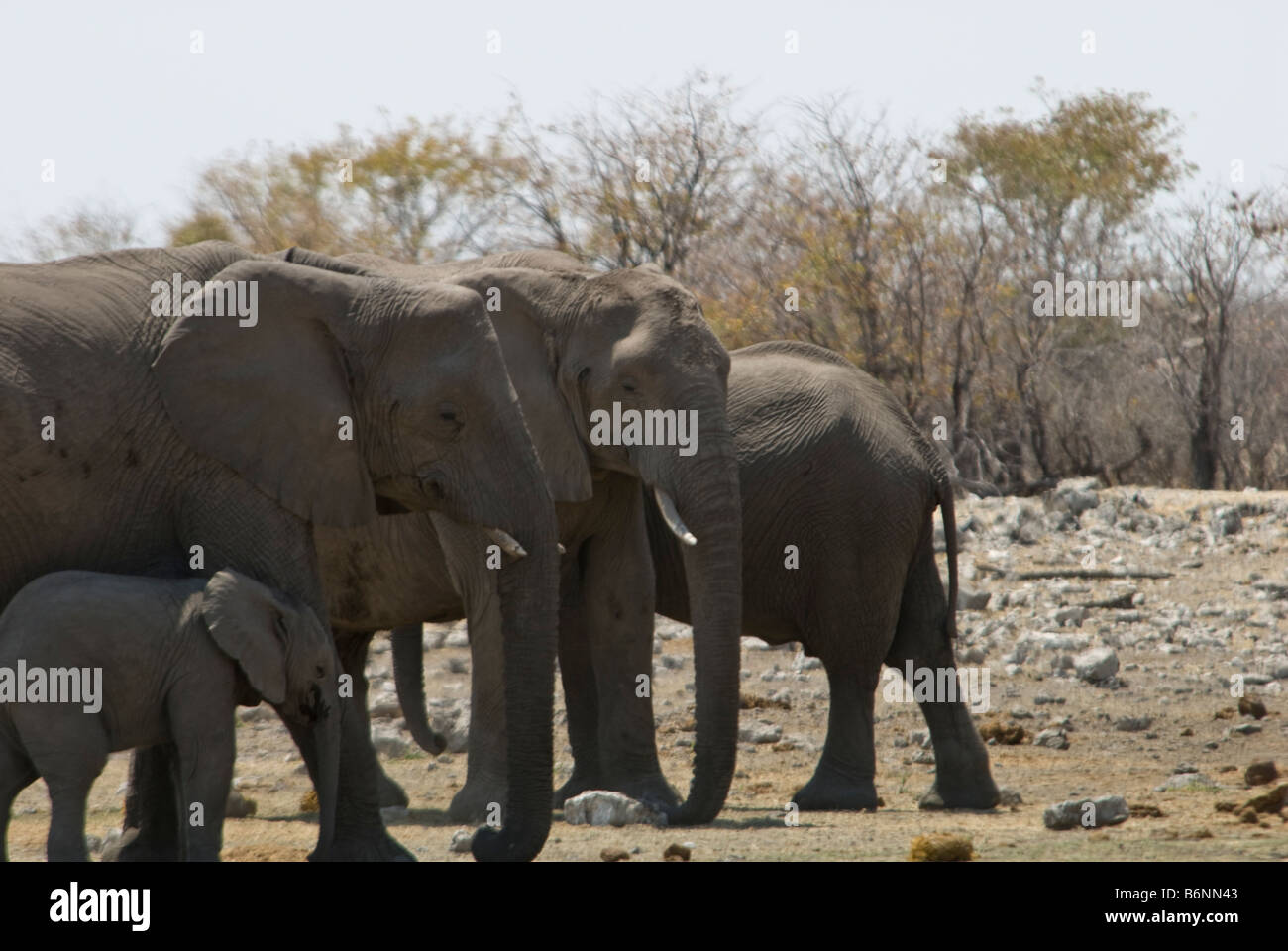 Etosha National game Park, Okaukuejo, Halali, Namutoni, Namibia, SW ...