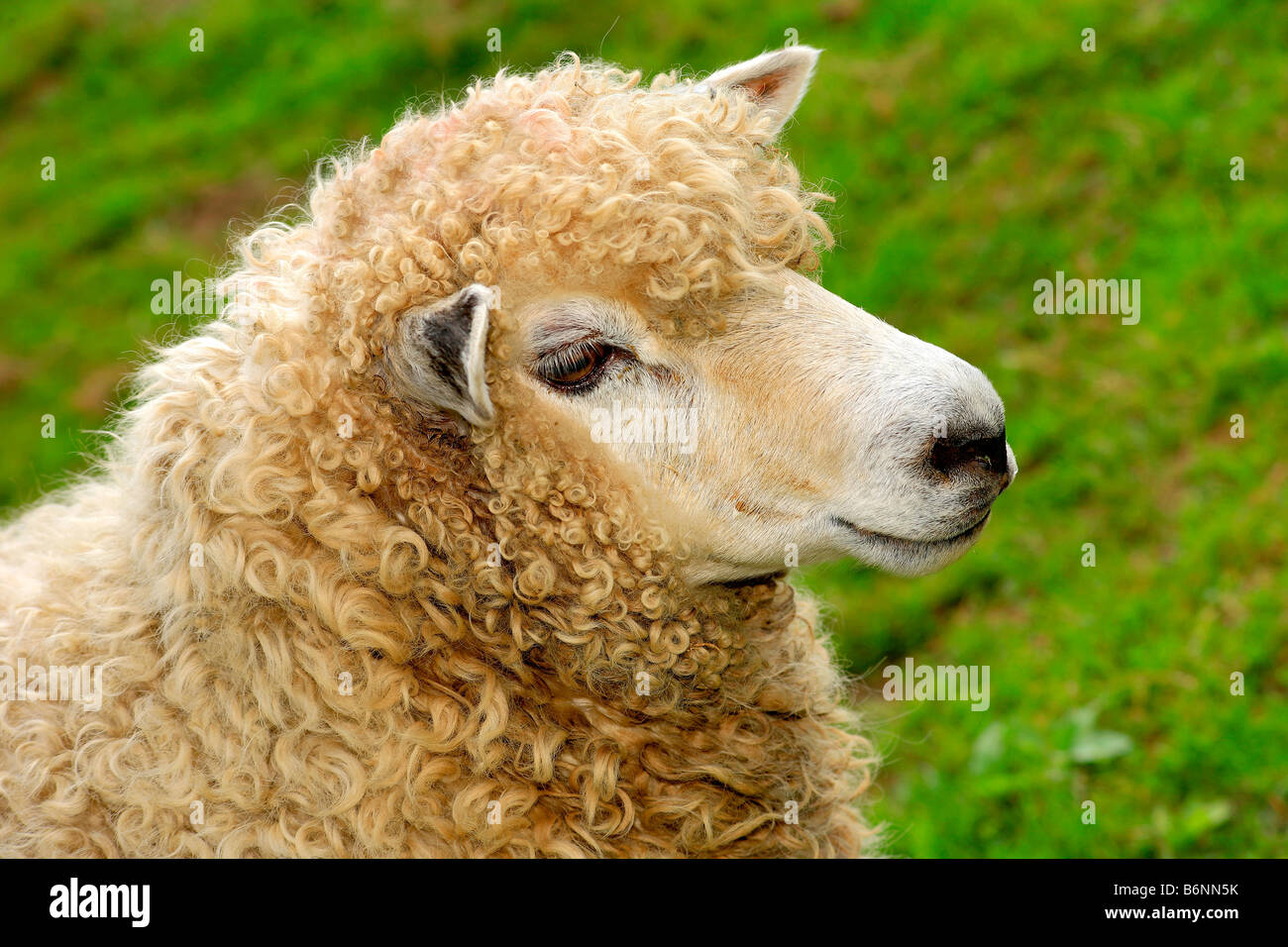 Rare English Breed Lincoln Longwool Sheep. farm Farming Animals ...