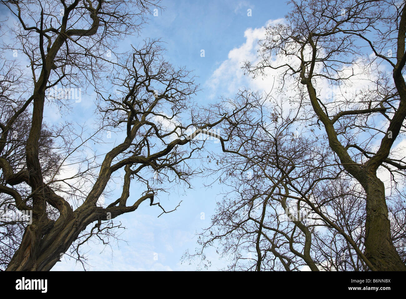 In park of the big German city the first spring birds have arrived ...