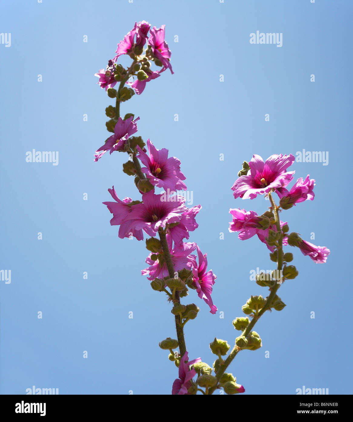 Bright sky flowers hi-res stock photography and images - Alamy