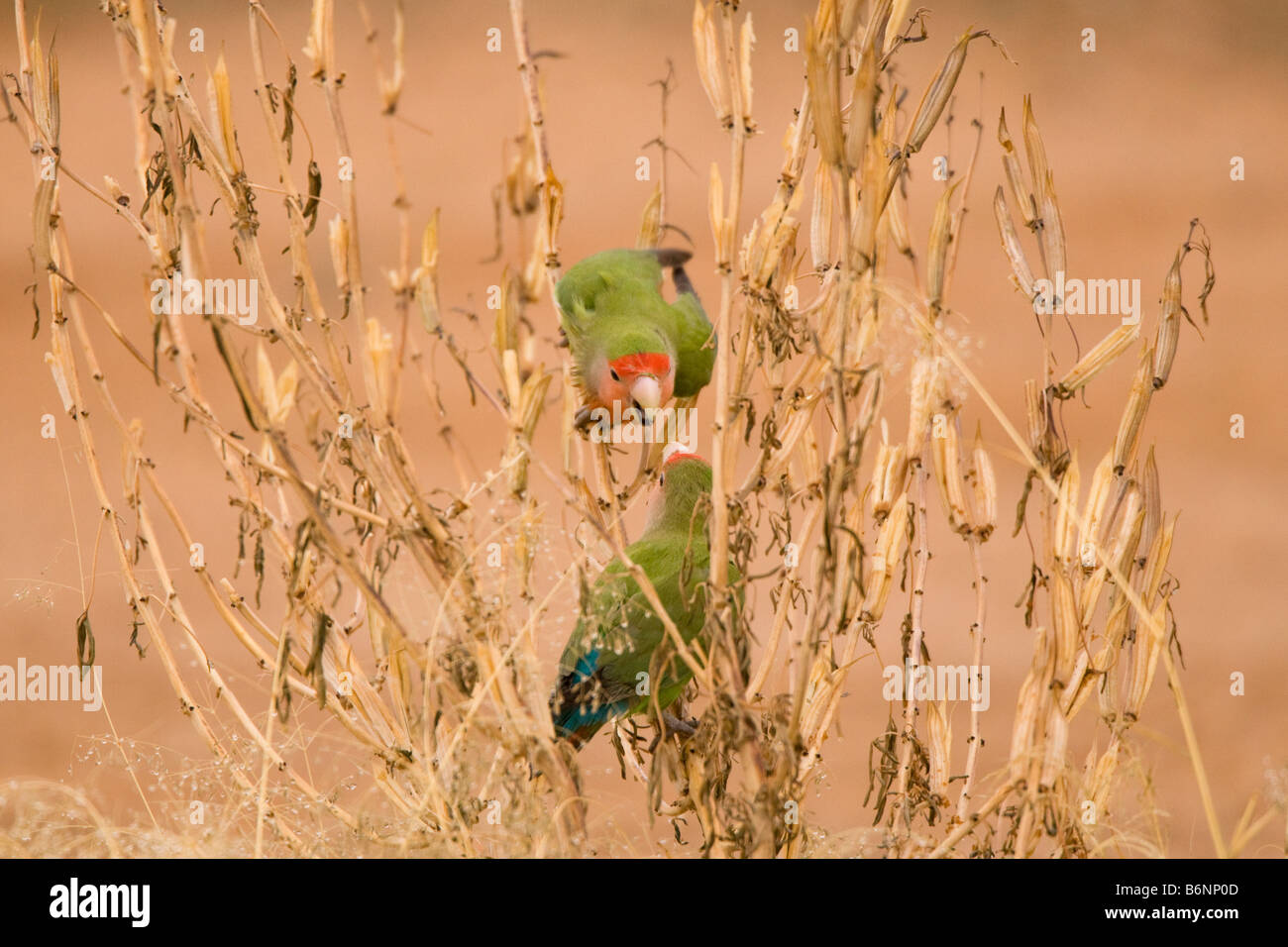 Rosy-faced Lovebirds Fighting over Kernels, Solitaire, Namibia Stock ...