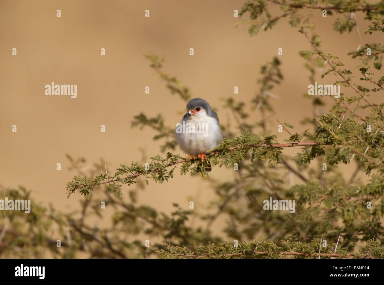 Pygmy Falcon Perched on Bush, Sossusvlei, Namibia Stock Photo - Alamy