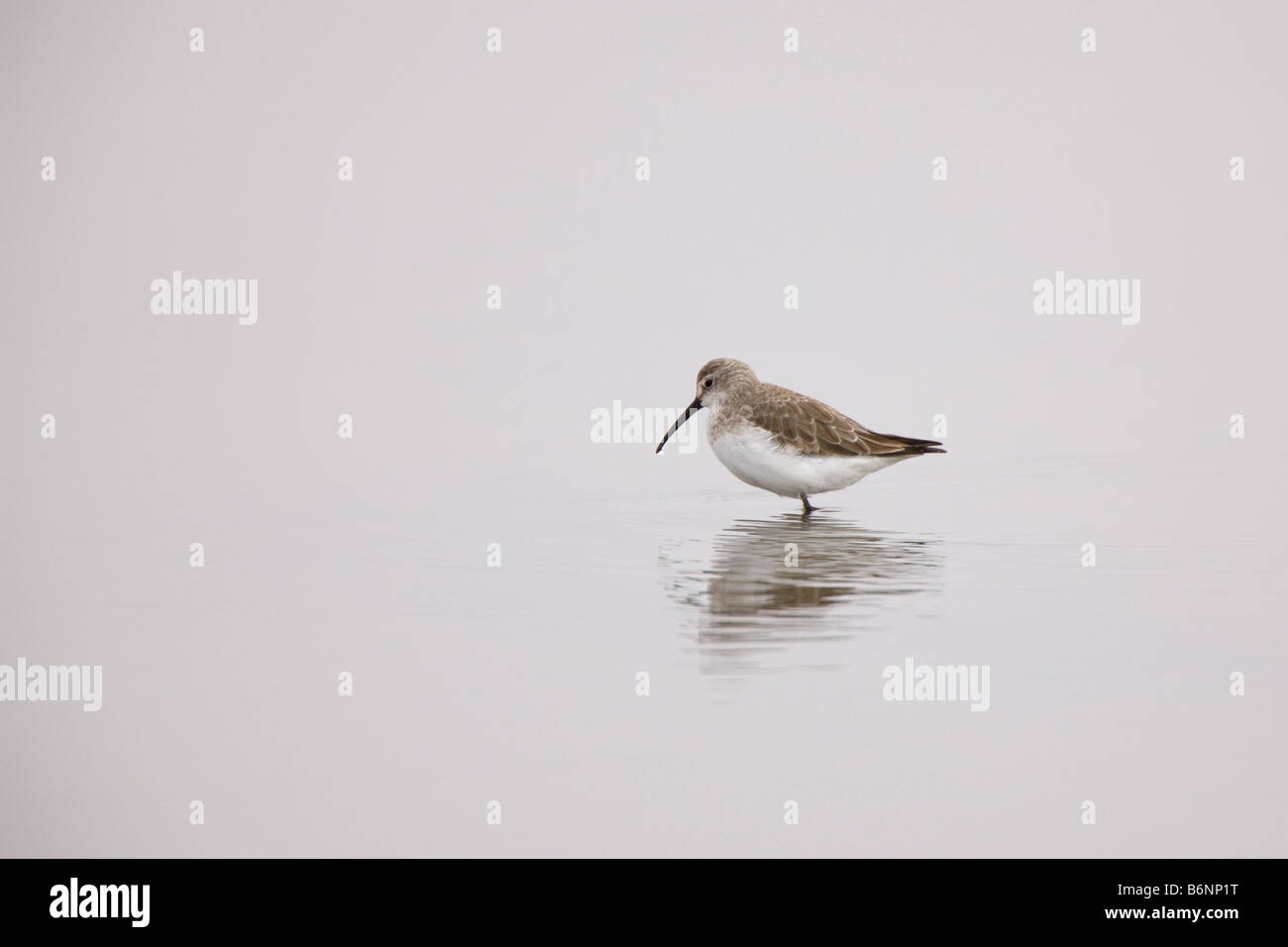 Sandpiper Dripping Water Drop, Walvis Bay, Namibia Stock Photo - Alamy