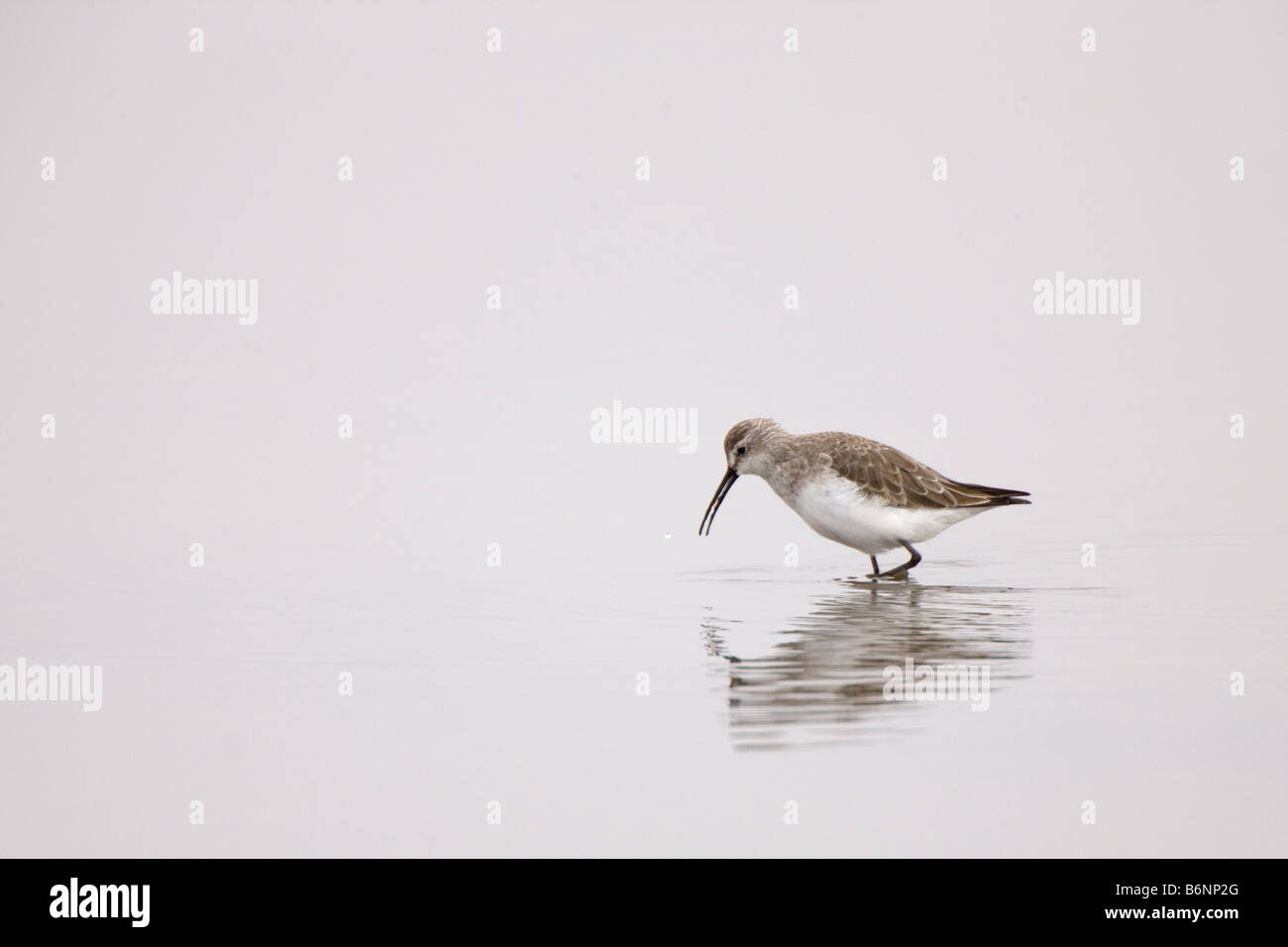 Sandpiper bay hi-res stock photography and images - Alamy