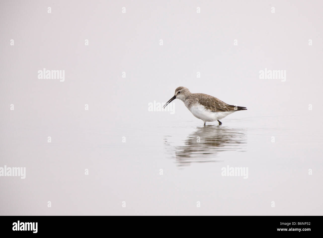Sandpiper bay hi-res stock photography and images - Alamy
