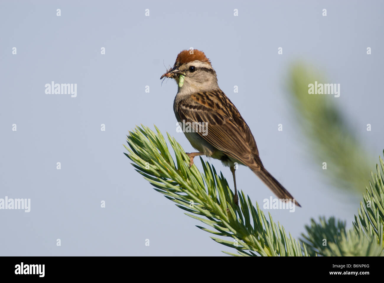 Sparrow beak hi-res stock photography and images - Alamy