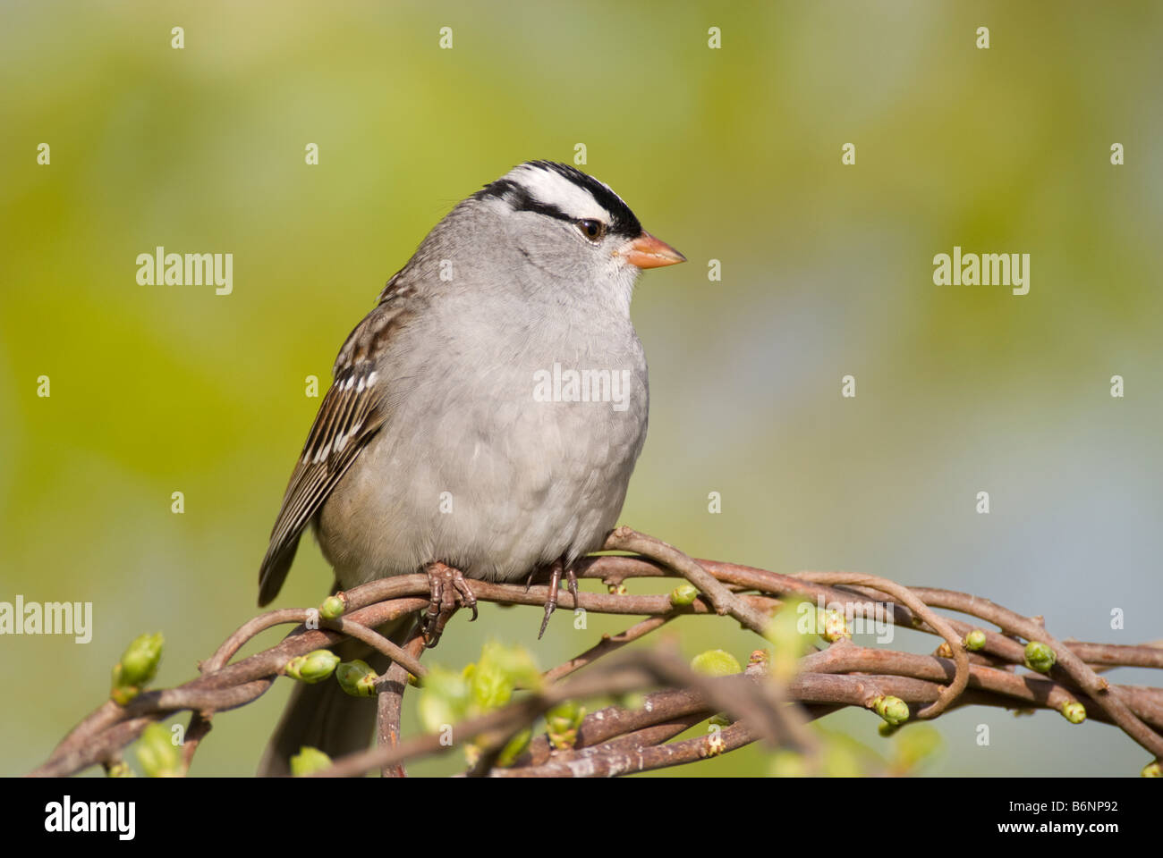 White-crowned Sparrow perched on bittersweet vine Stock Photo - Alamy