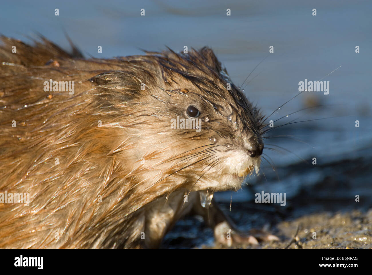Common muskrat hi-res stock photography and images - Alamy