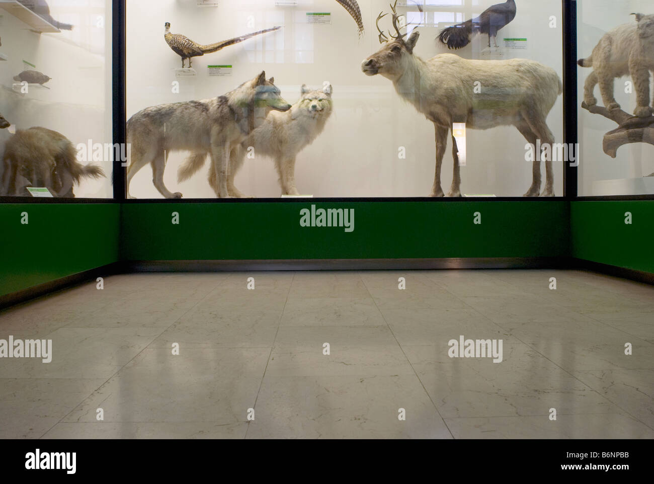 stuffed animals on display behind glass Stock Photo - Alamy
