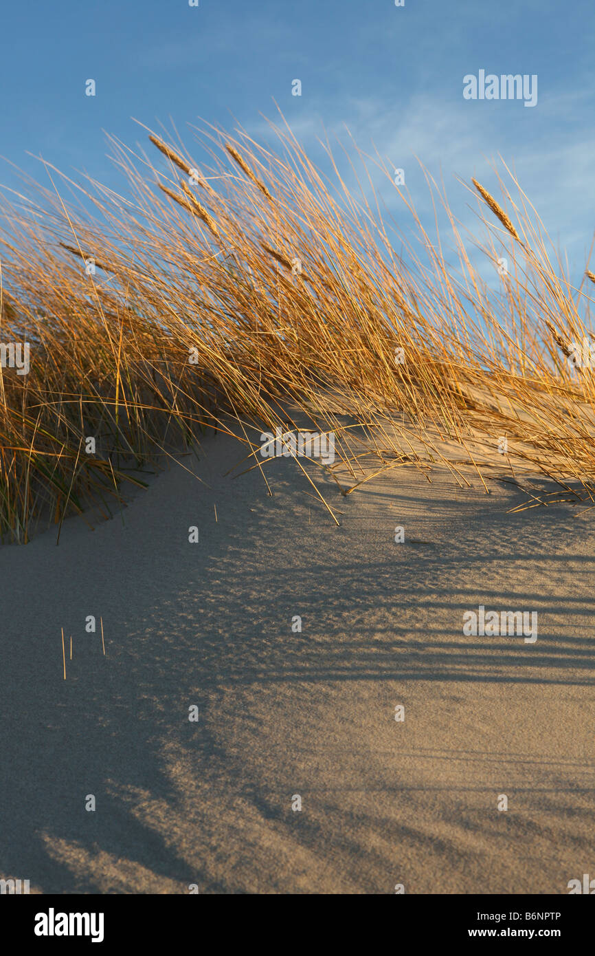 Baltic sea coast Lithuania Europe Stock Photo - Alamy