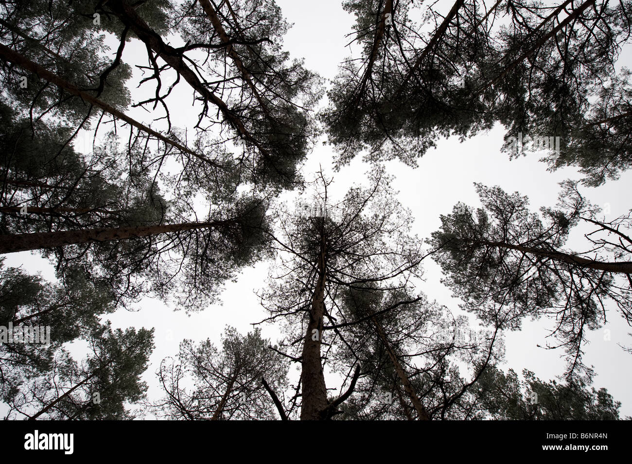 Pine trees, Sweden Stock Photo - Alamy