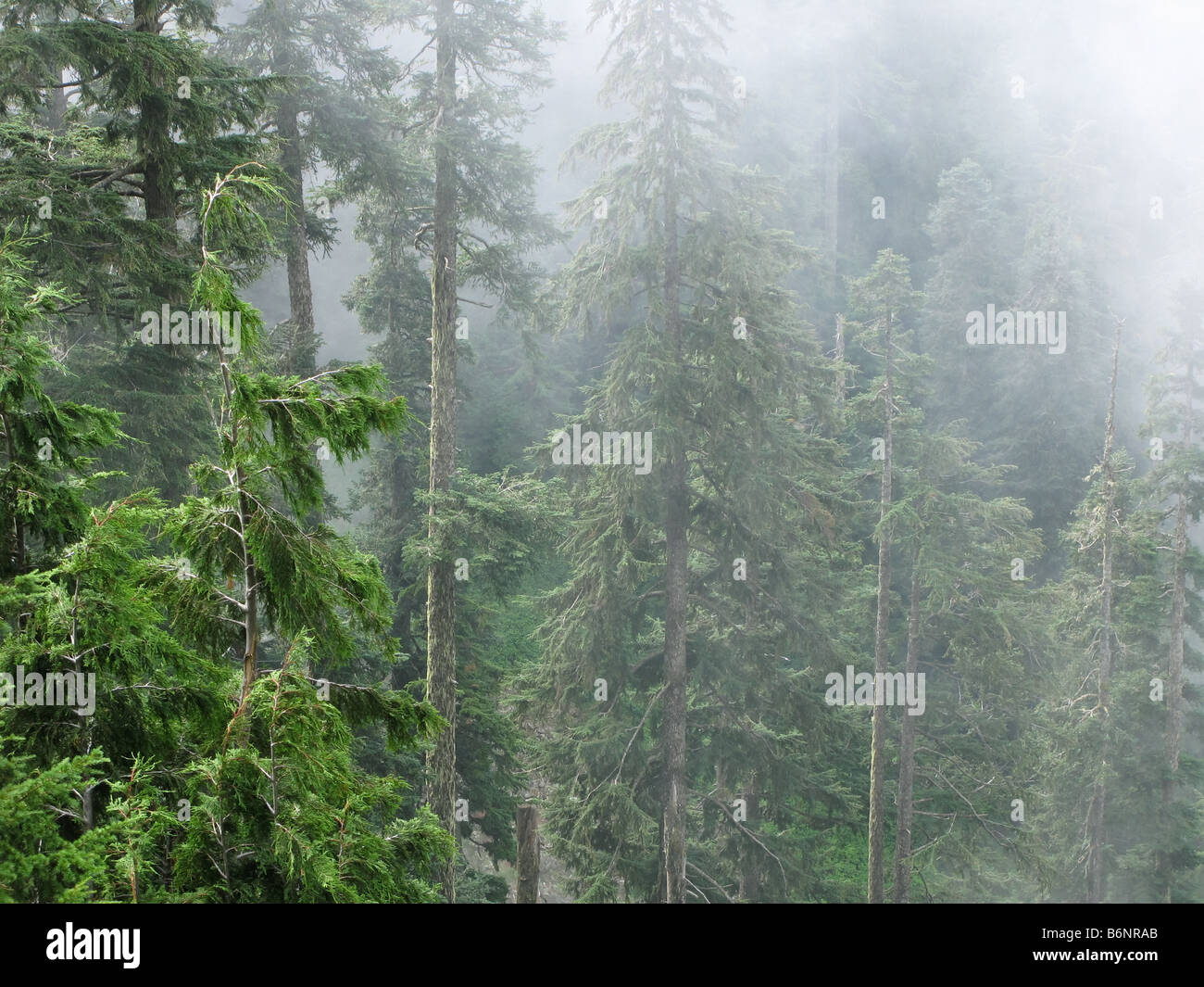 Bc forest hi-res stock photography and images - Alamy