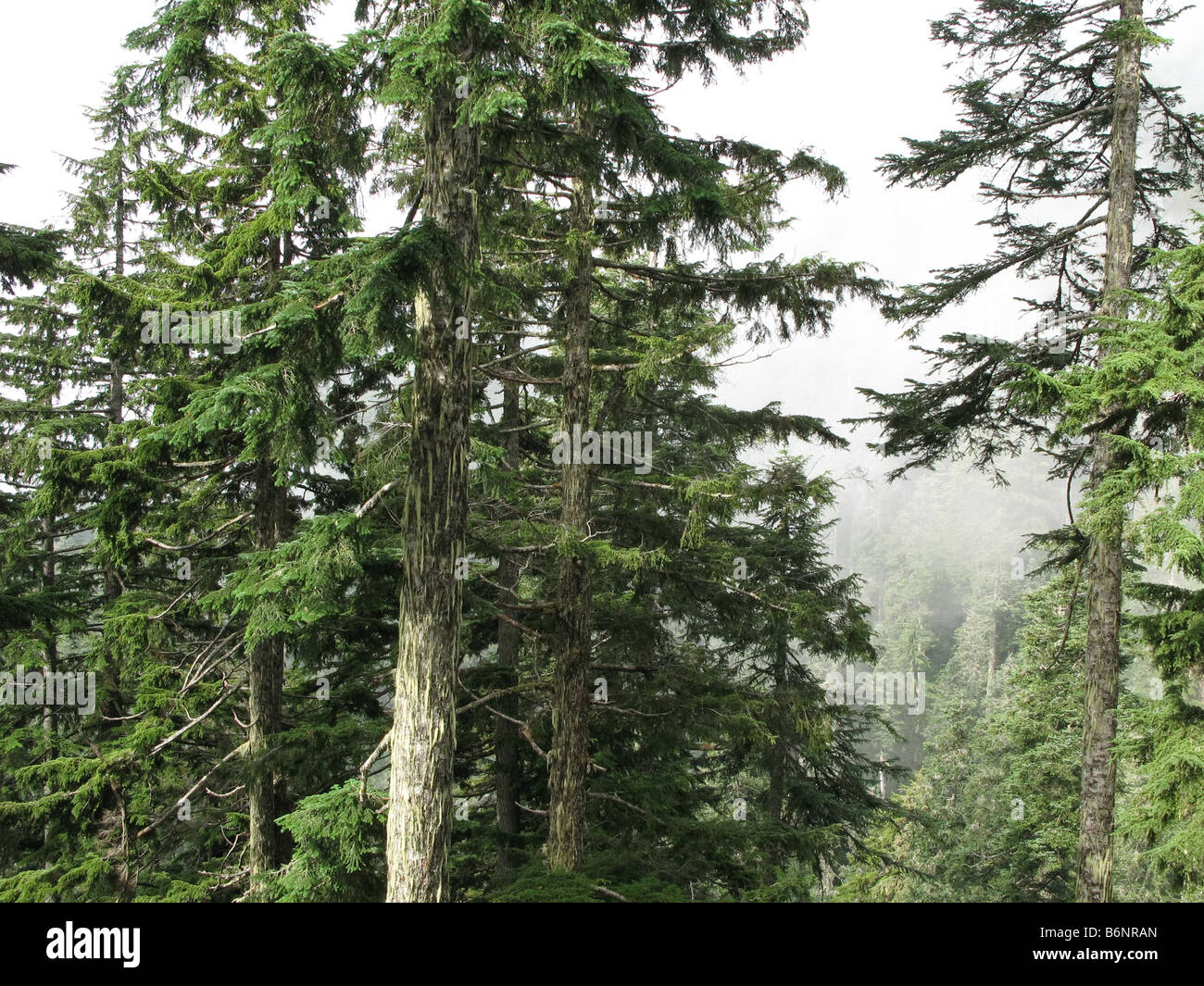 Bc forest hi-res stock photography and images - Alamy