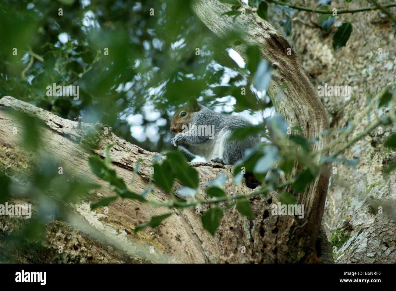 Grey squirrel tree hi-res stock photography and images - Alamy