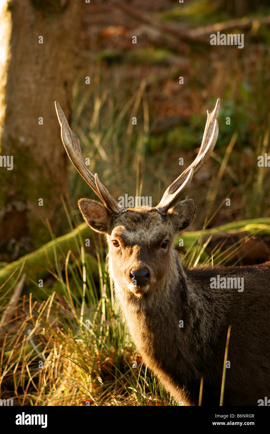 Sika Deer Stag standing in woodland Stock Photo - Alamy