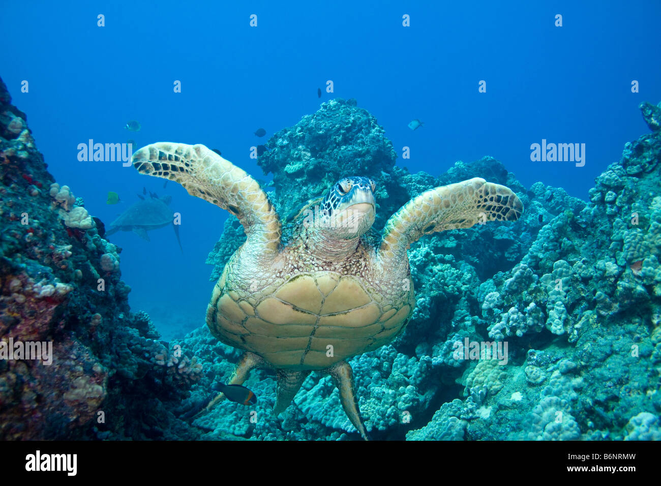 Green sea turtles, Chelonia mydas, an endangered species, Hawaii Stock ...