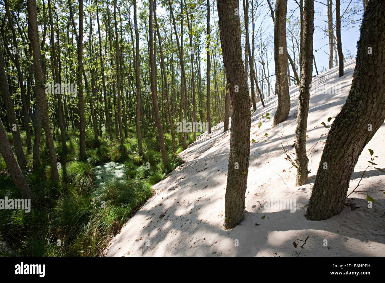 Dunes national forest hi-res stock photography and images - Alamy