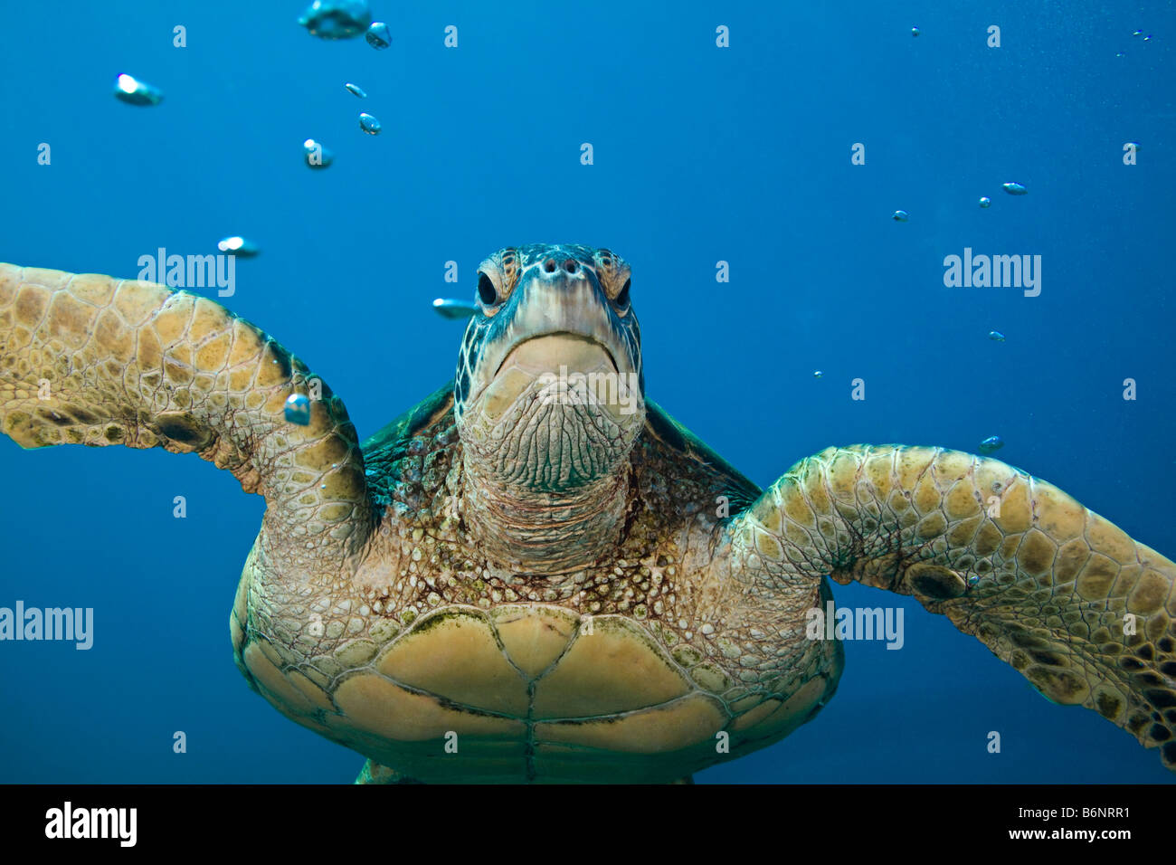 Green sea turtle, Chelonia mydas, an endangered species, Hawaii Stock ...