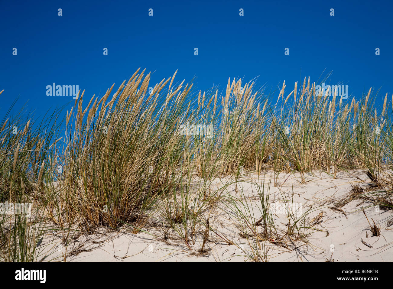 Marram grass in sand dunes hi-res stock photography and images - Alamy