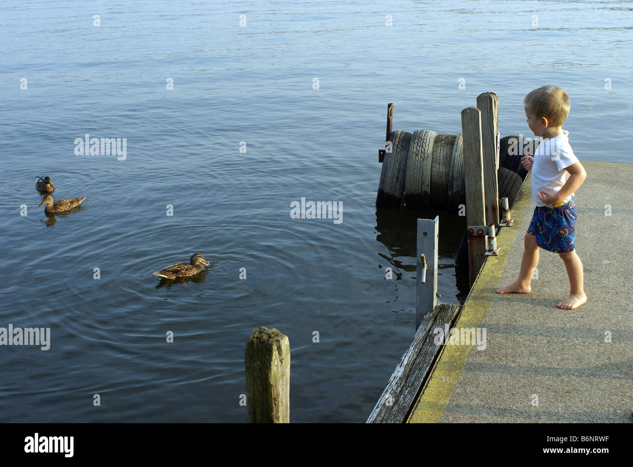 Excited Seeing Ducks Up Close Stock Photo - Alamy