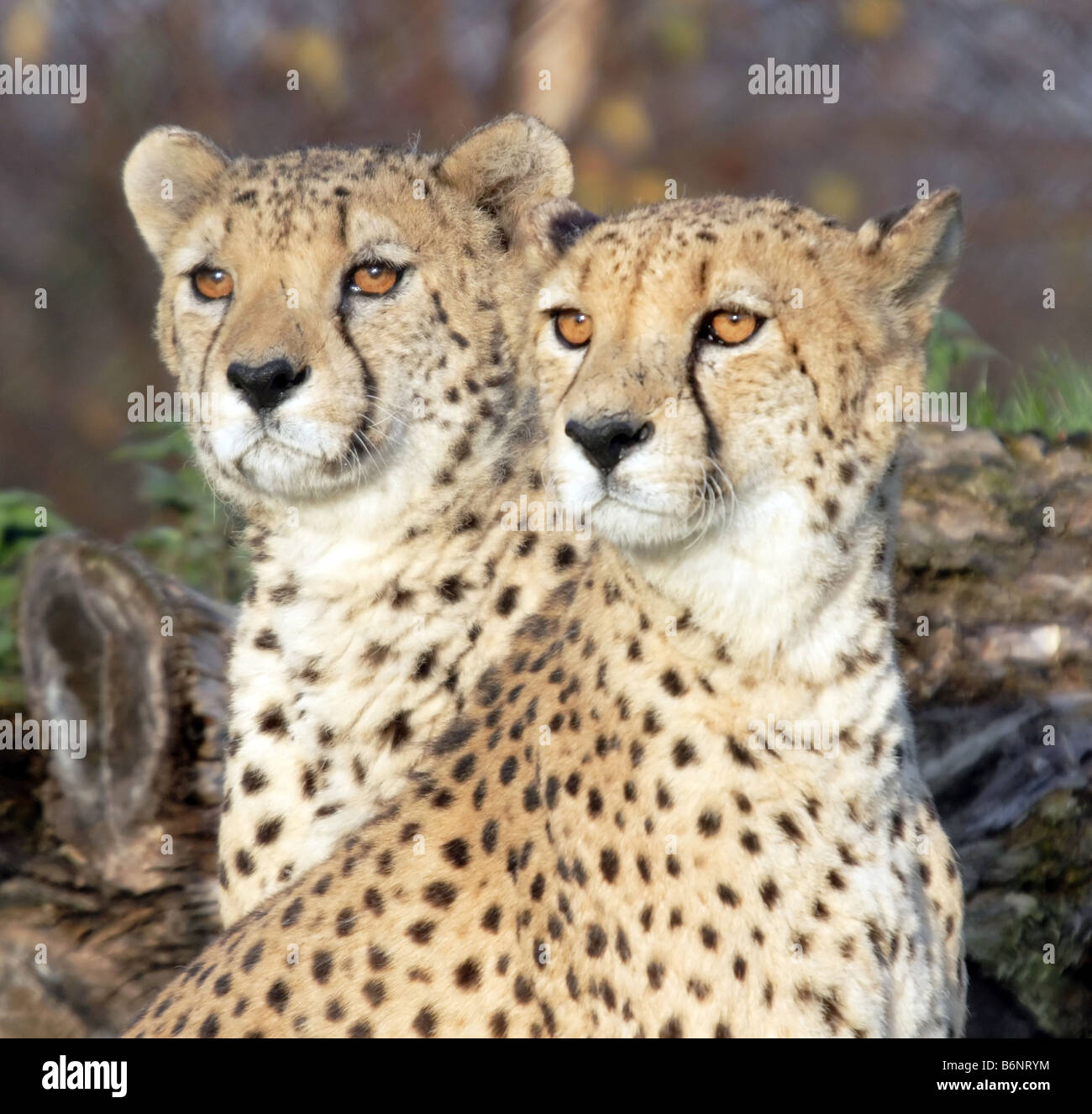 Pair of cheetahs hi-res stock photography and images - Alamy