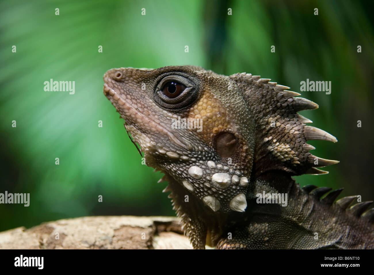 Reptile face hi-res stock photography and images - Alamy