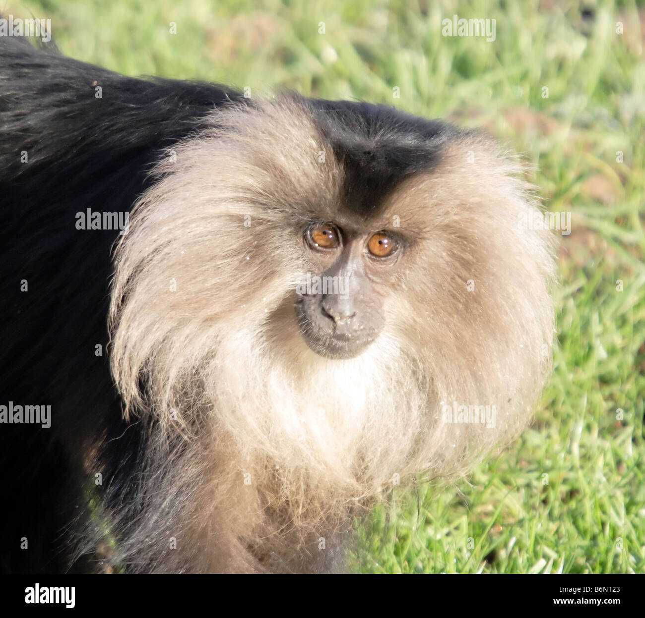 Macaque eyes hi-res stock photography and images - Alamy
