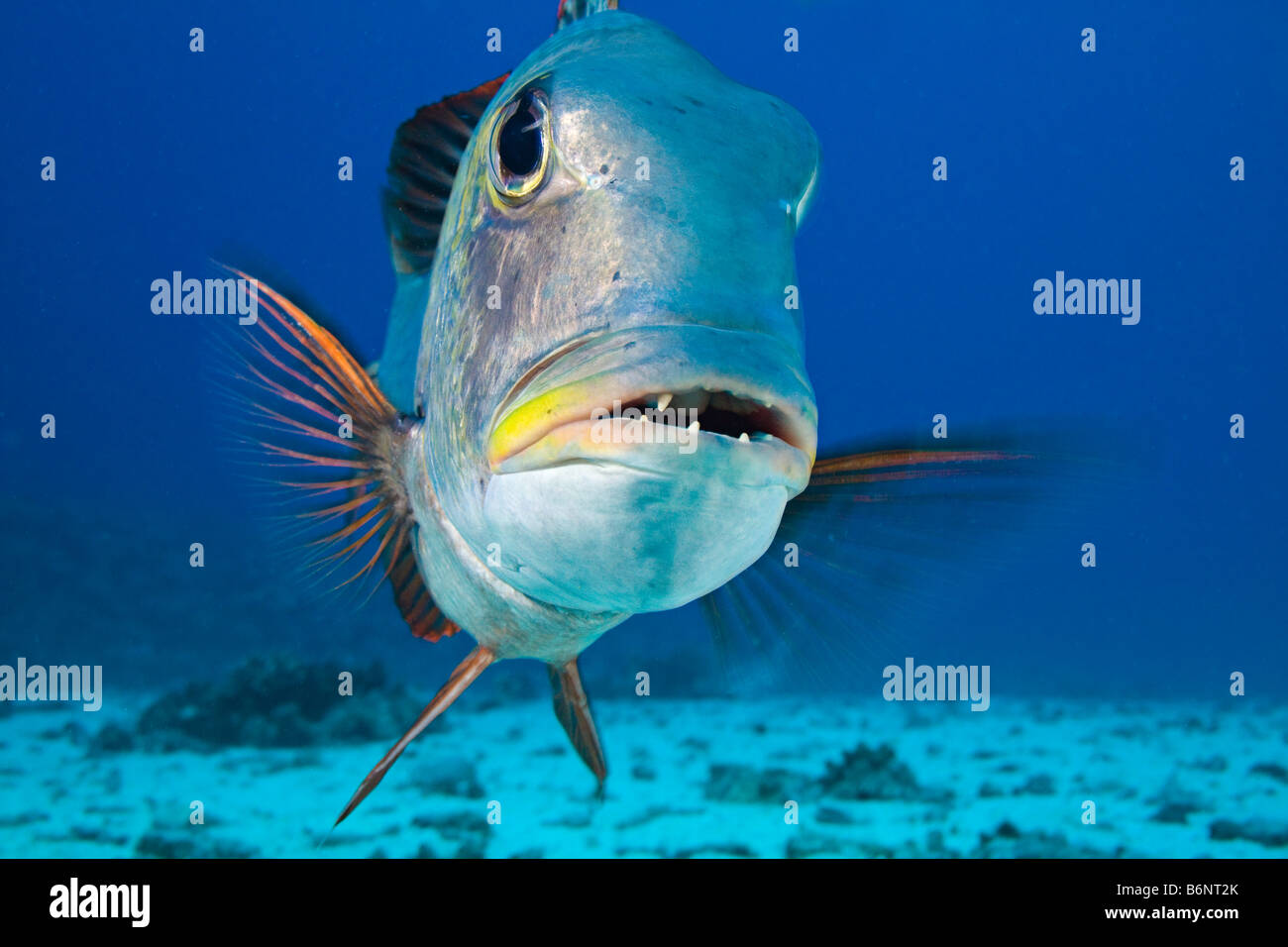 Bigeye emperor hi-res stock photography and images - Alamy