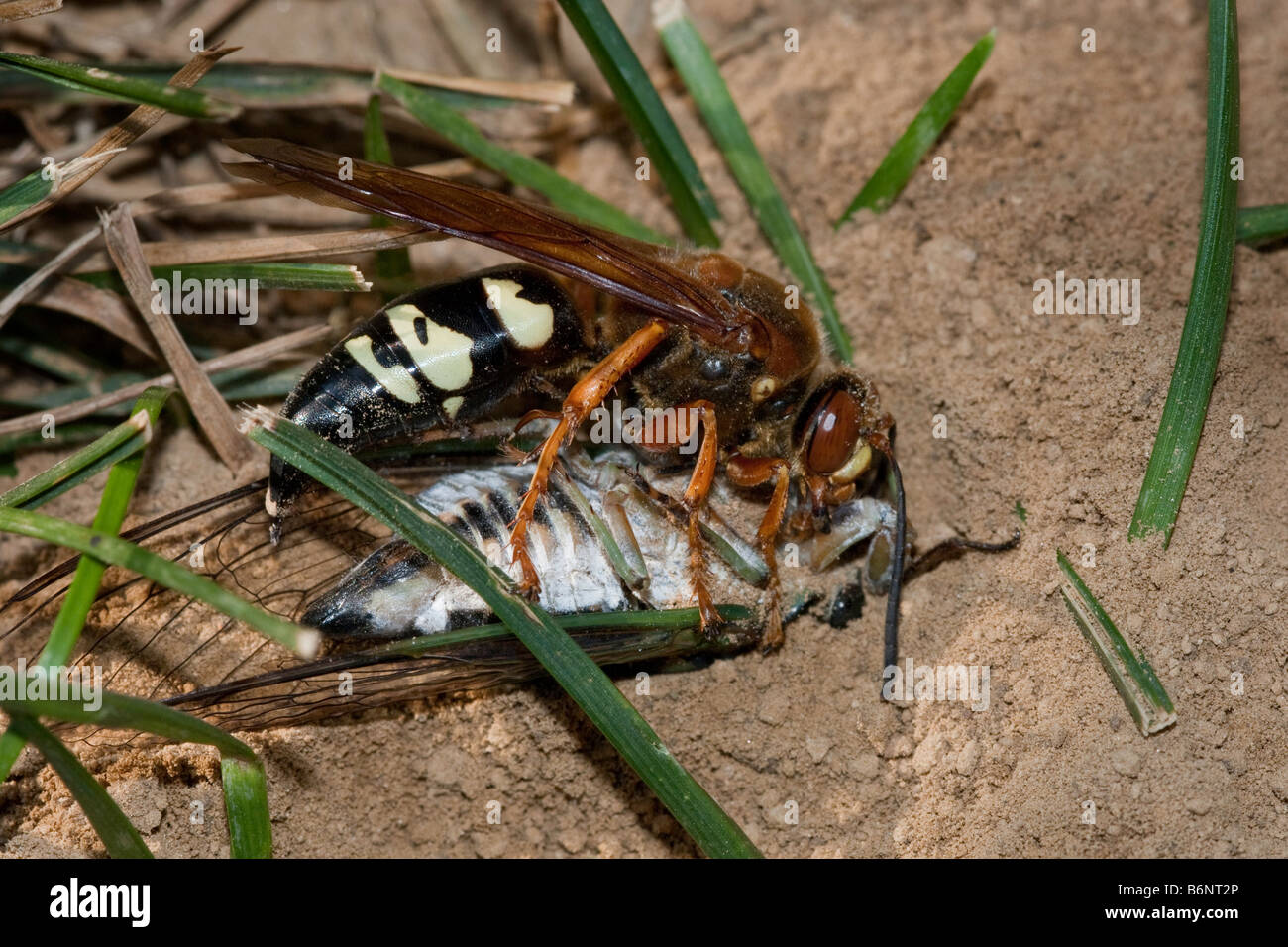 Cicada Killer with prey Stock Photo - Alamy