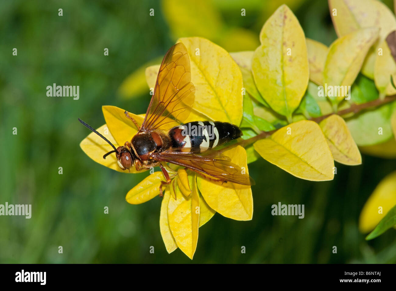 Cicada killer hi-res stock photography and images - Alamy