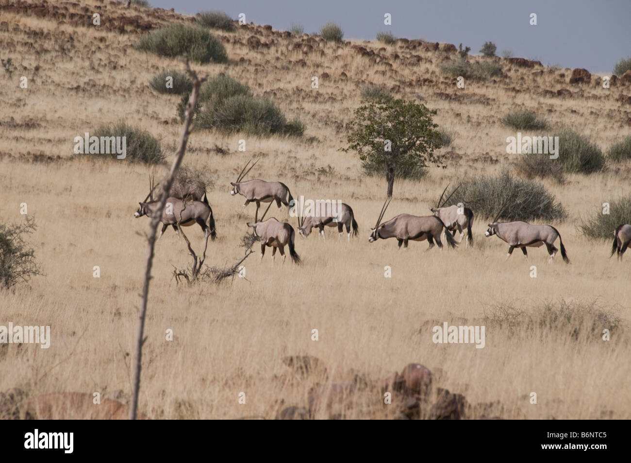 Uniab river hi-res stock photography and images - Alamy