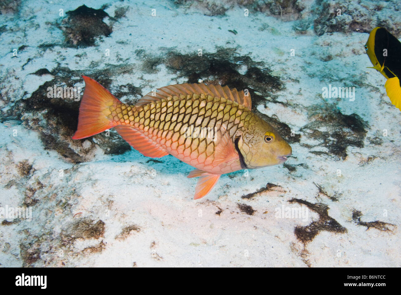 Redtail Parrotfish