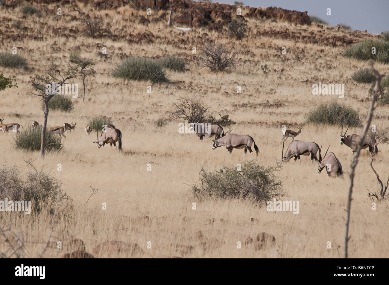 Palmwag lodge hi-res stock photography and images - Alamy