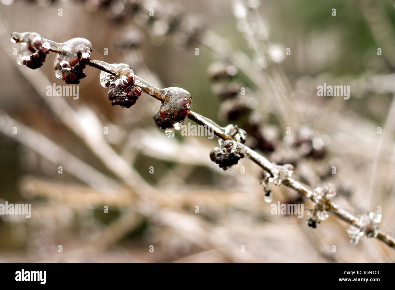 Ice encapsulated branches hi-res stock photography and images - Alamy