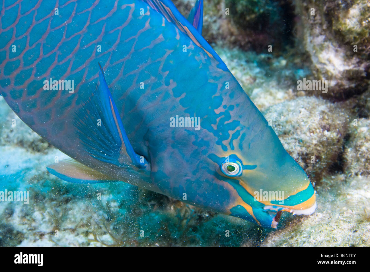 Parrotfish eating hi-res stock photography and images - Alamy