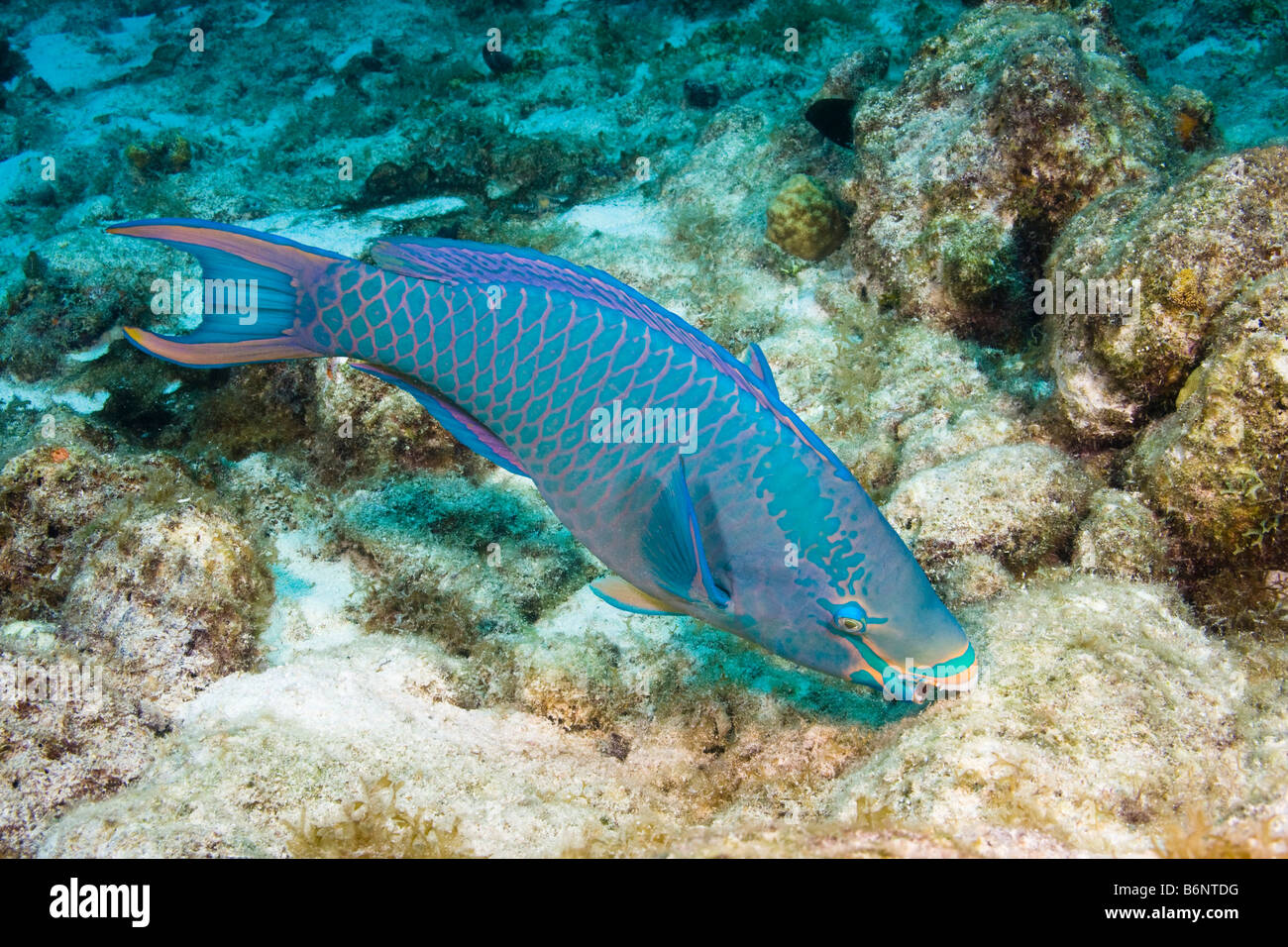 A queen parrotfish feeding, Scarus vetula, terminal male or supermale ...