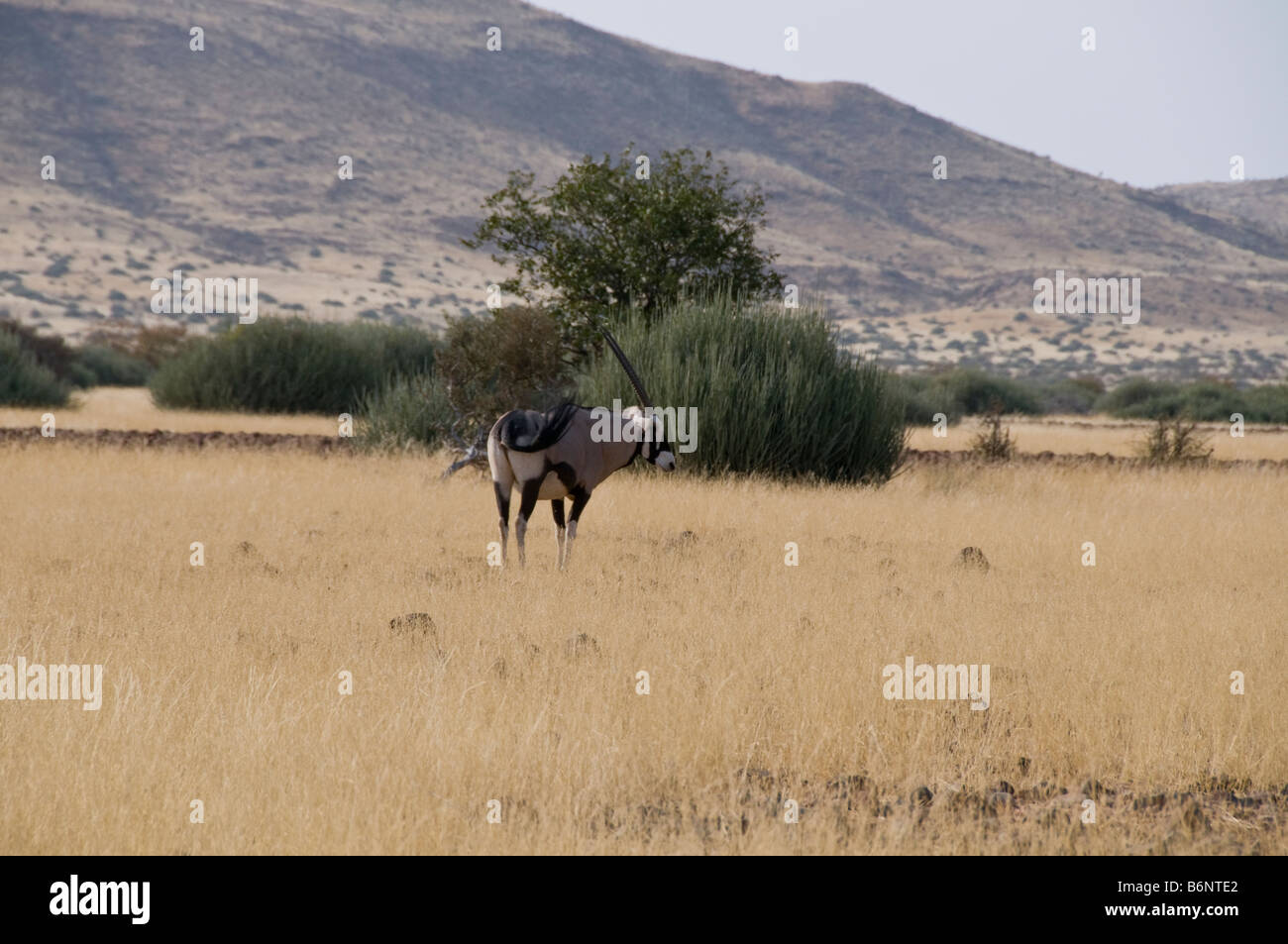 Palmwag lodge hi-res stock photography and images - Alamy