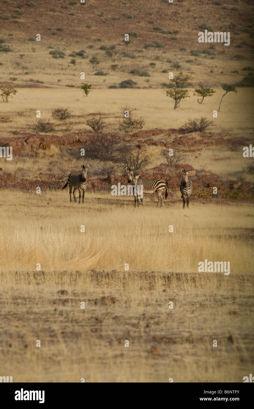 Springbok Lodge High Resolution Stock Photography and Images - Alamy