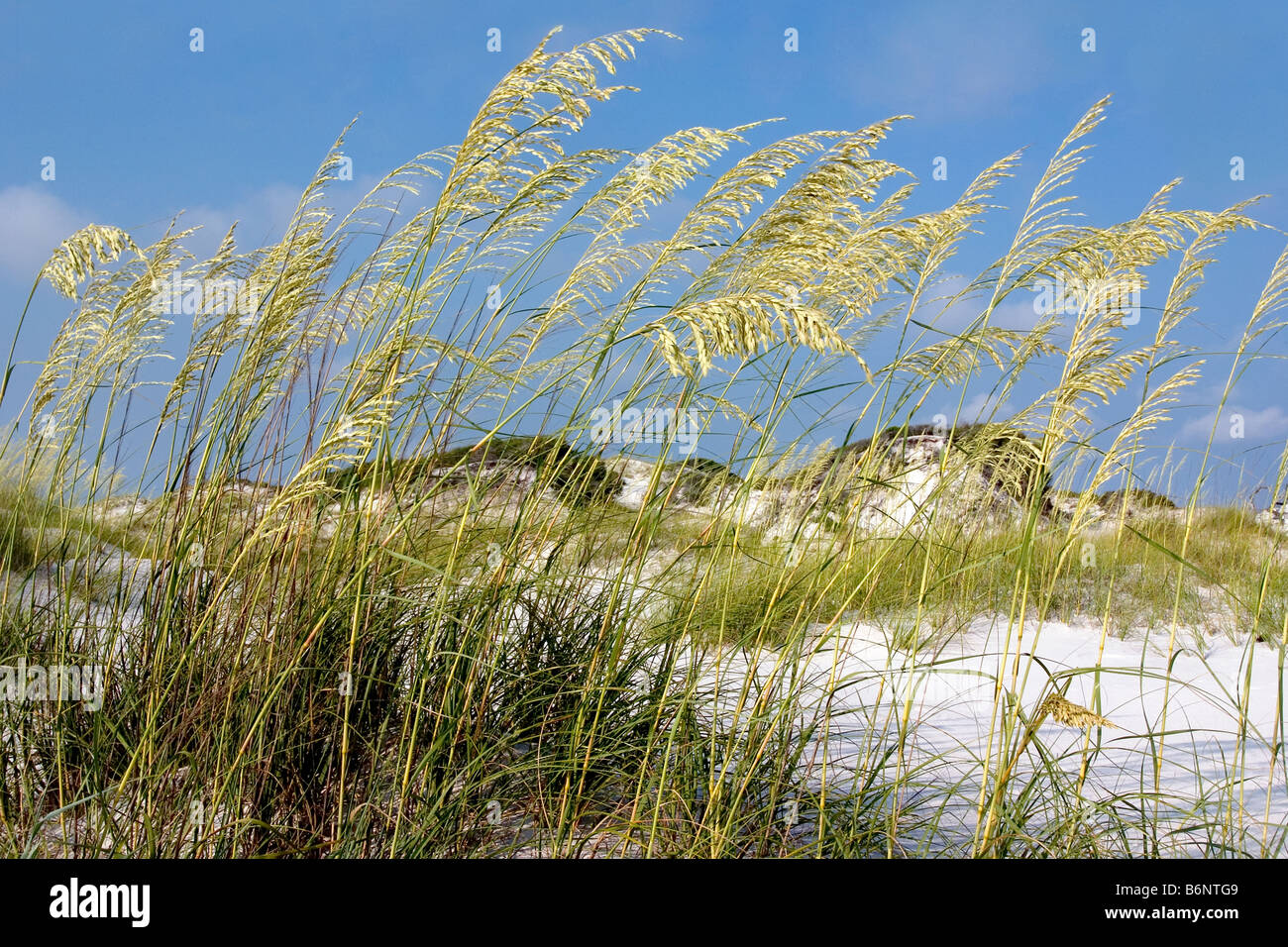 Sea Oats and White Sand, St. Joes State Park Stock Photo - Alamy