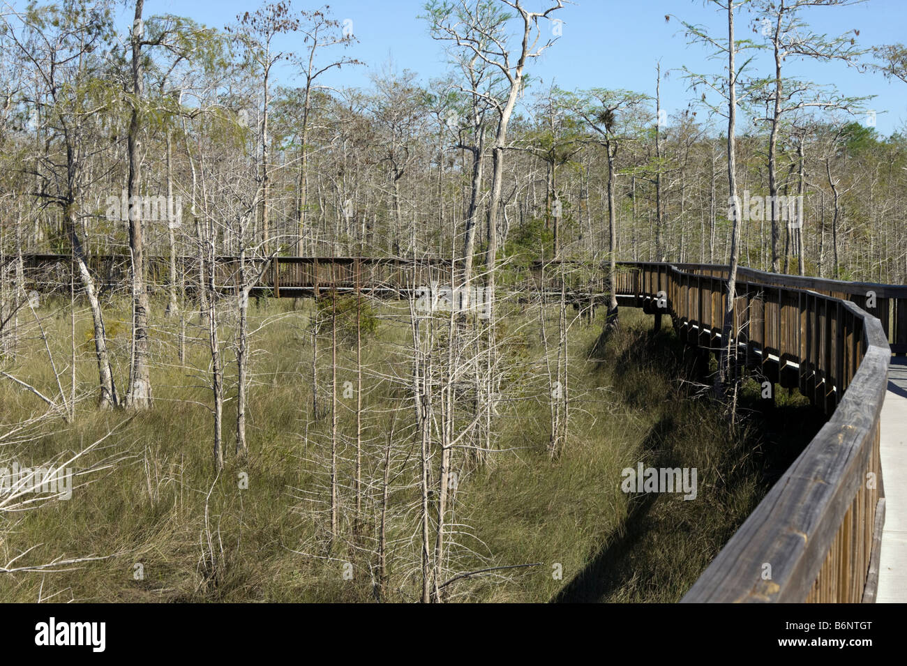 Cypress swamp Everglades National Park Stock Photo - Alamy