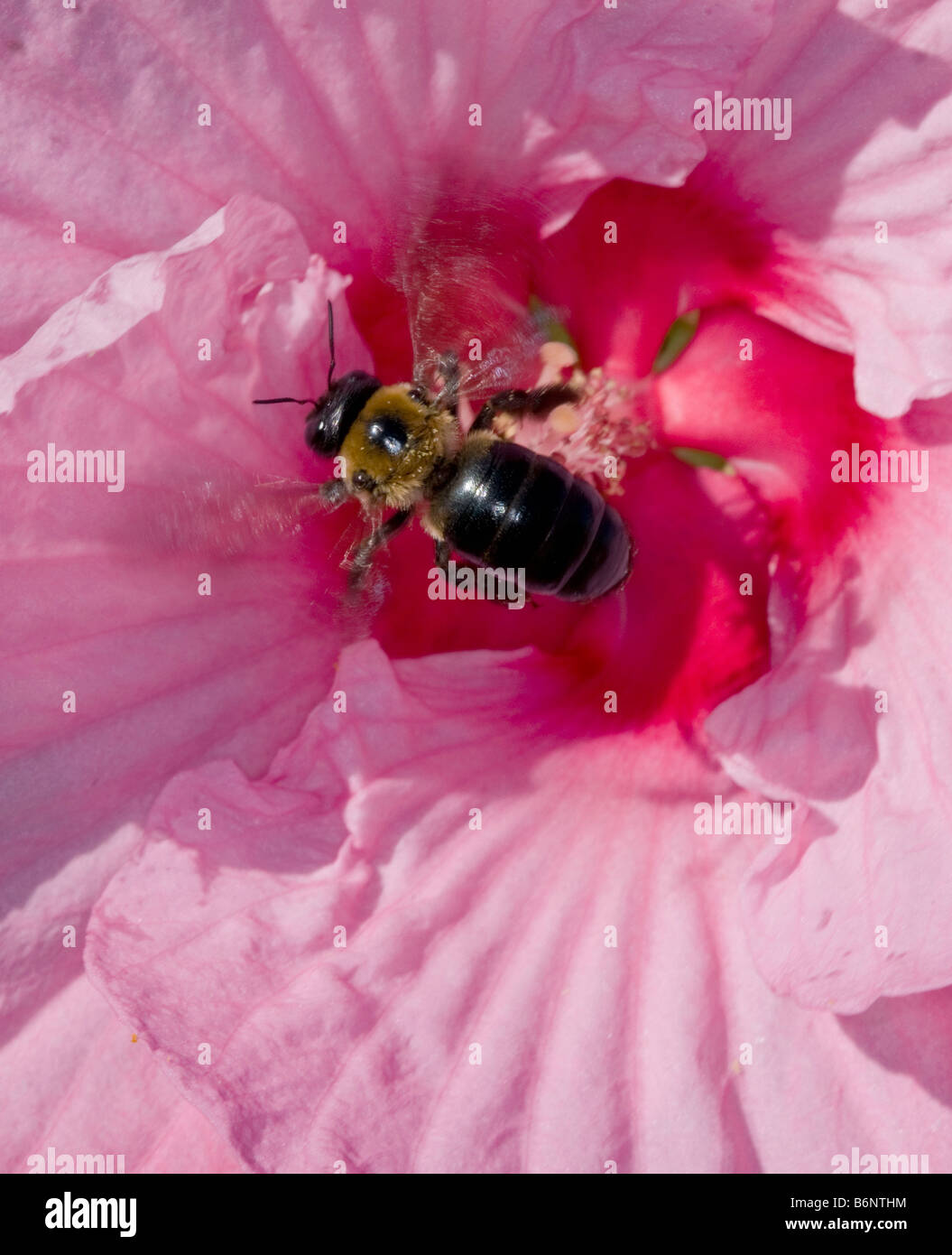 Pink Swamp Rose Mallow with Large Carpenter Bee collecting pollen Stock ...
