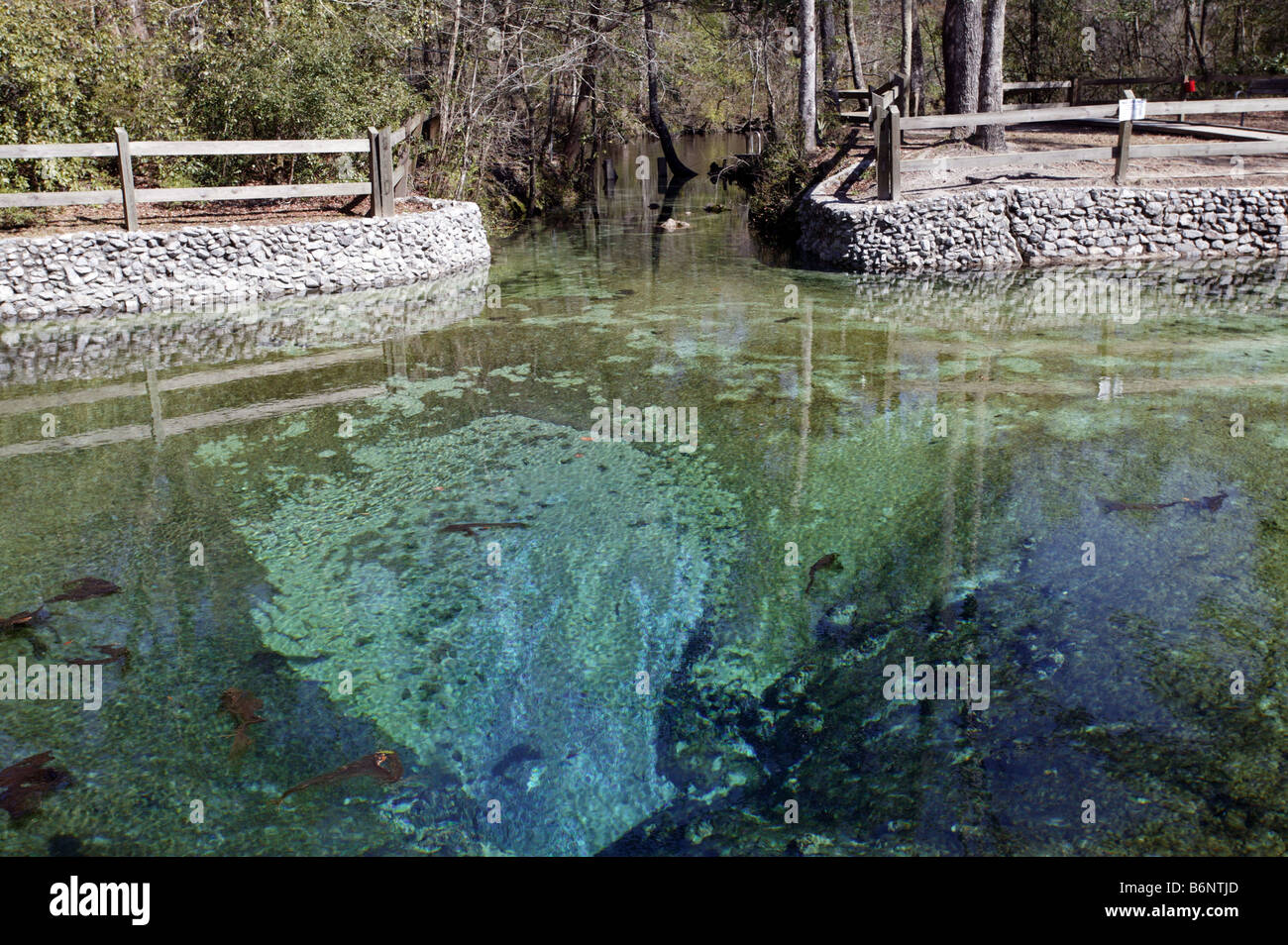 Pitt Spring Florida Stock Photo - Alamy