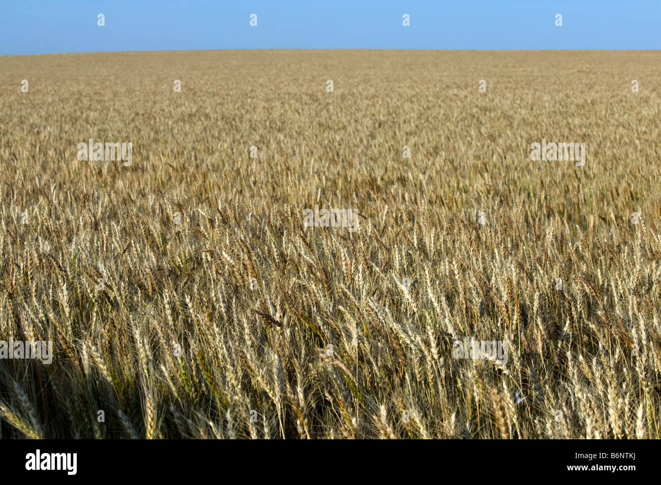Kansas wheat harvest hi-res stock photography and images - Alamy