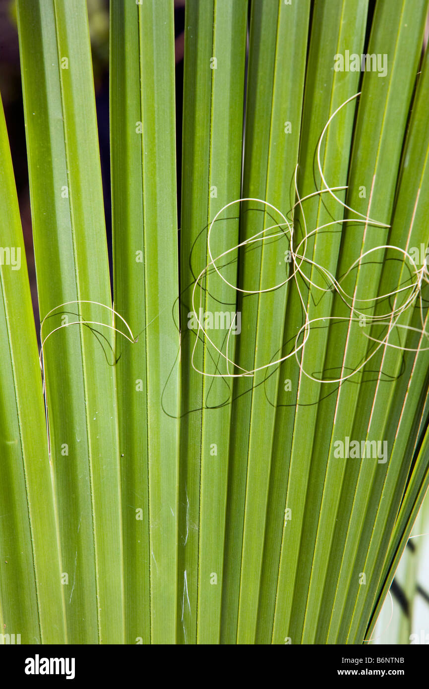 Sabal palmetto leaf hi-res stock photography and images - Alamy