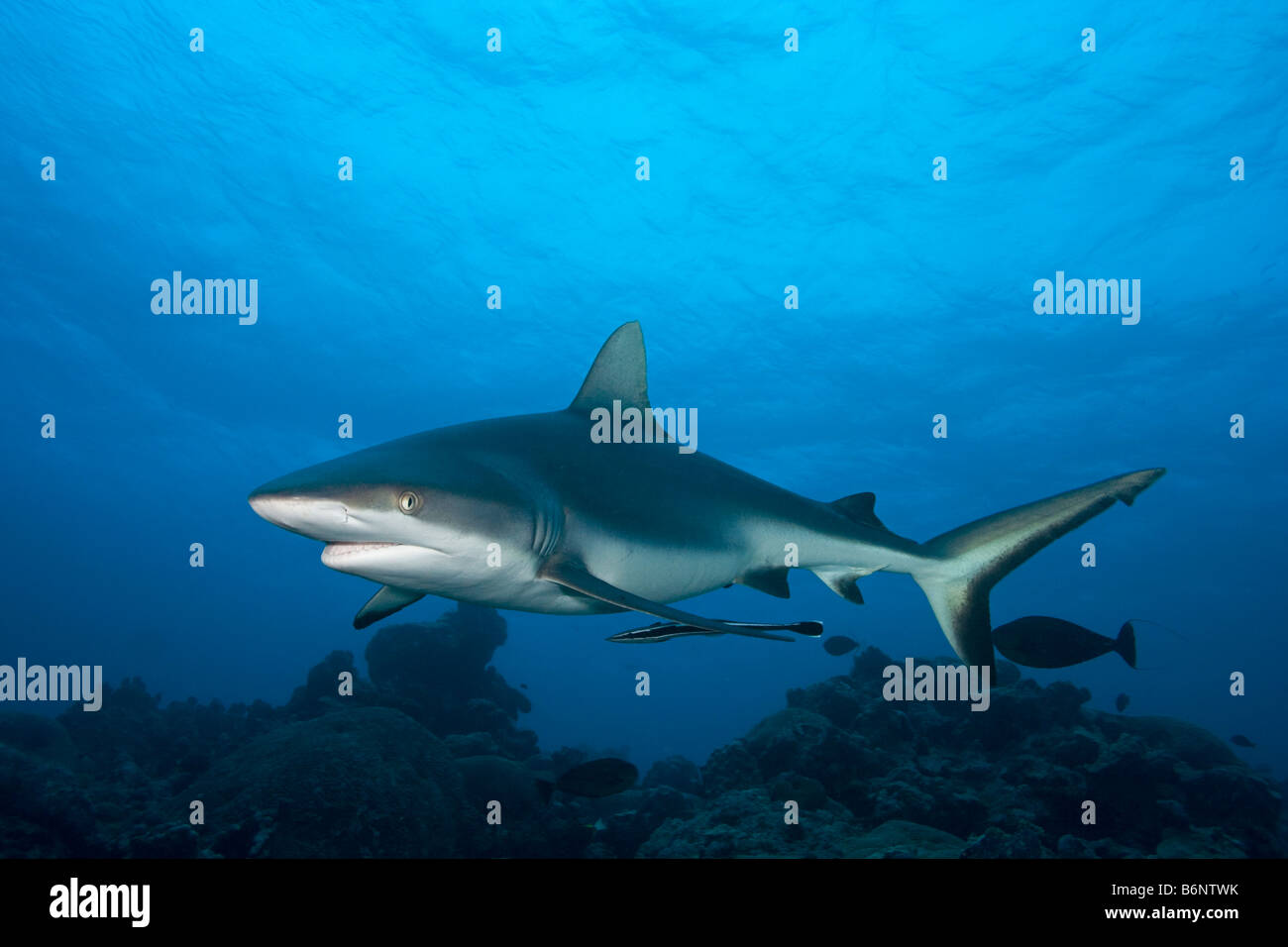 A gray reef shark, Carcharhinus amblyrhynchos, Yap, Micronesia Stock ...