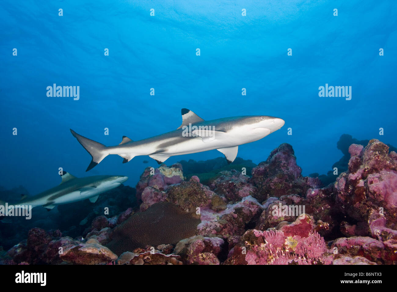 Blacktip reef sharks, Carcharhinus melanopterus, Yap, Micronesia Stock ...