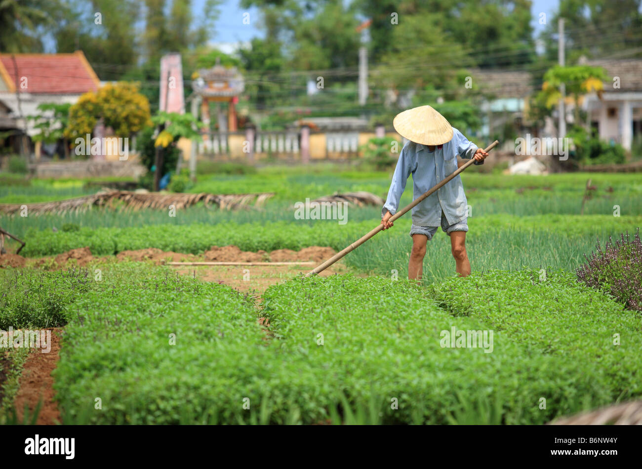 A woman is digging the soil in the vegetable garden Stock Photo - Alamy