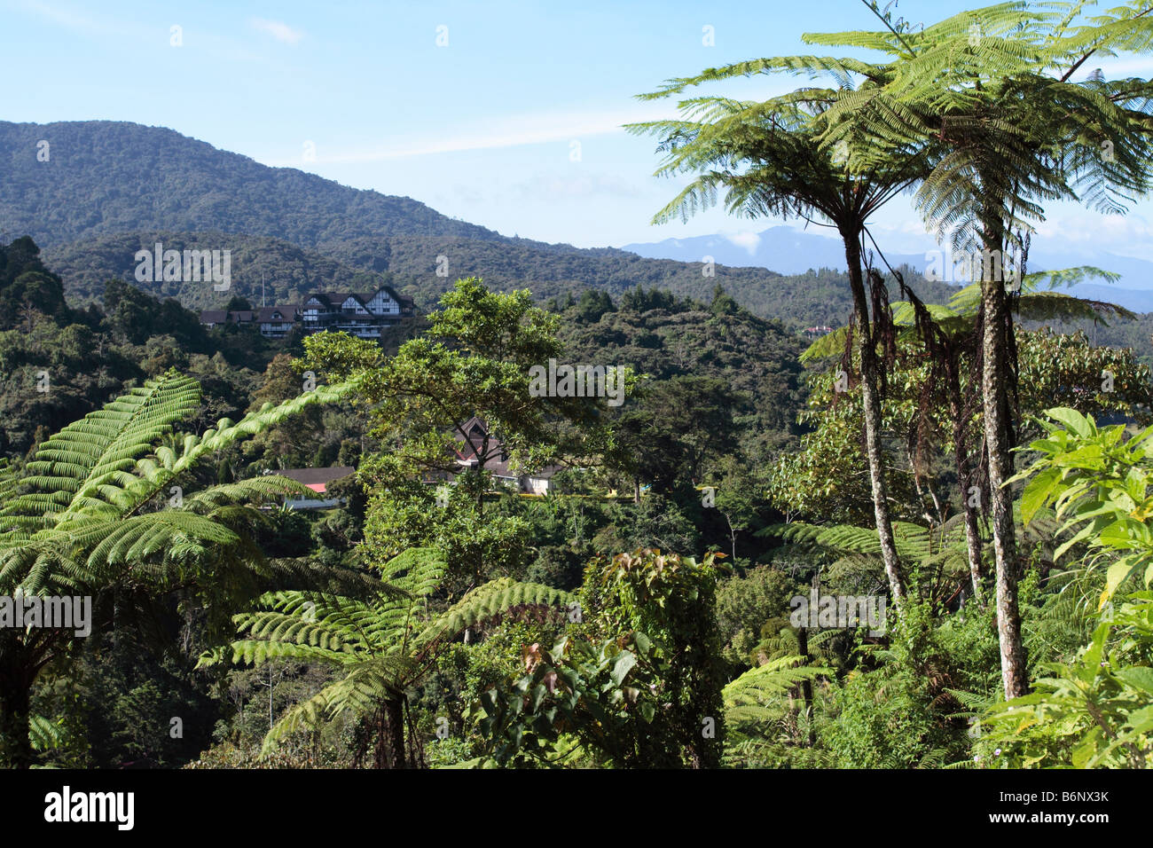 Tropical highland fern hi-res stock photography and images - Alamy