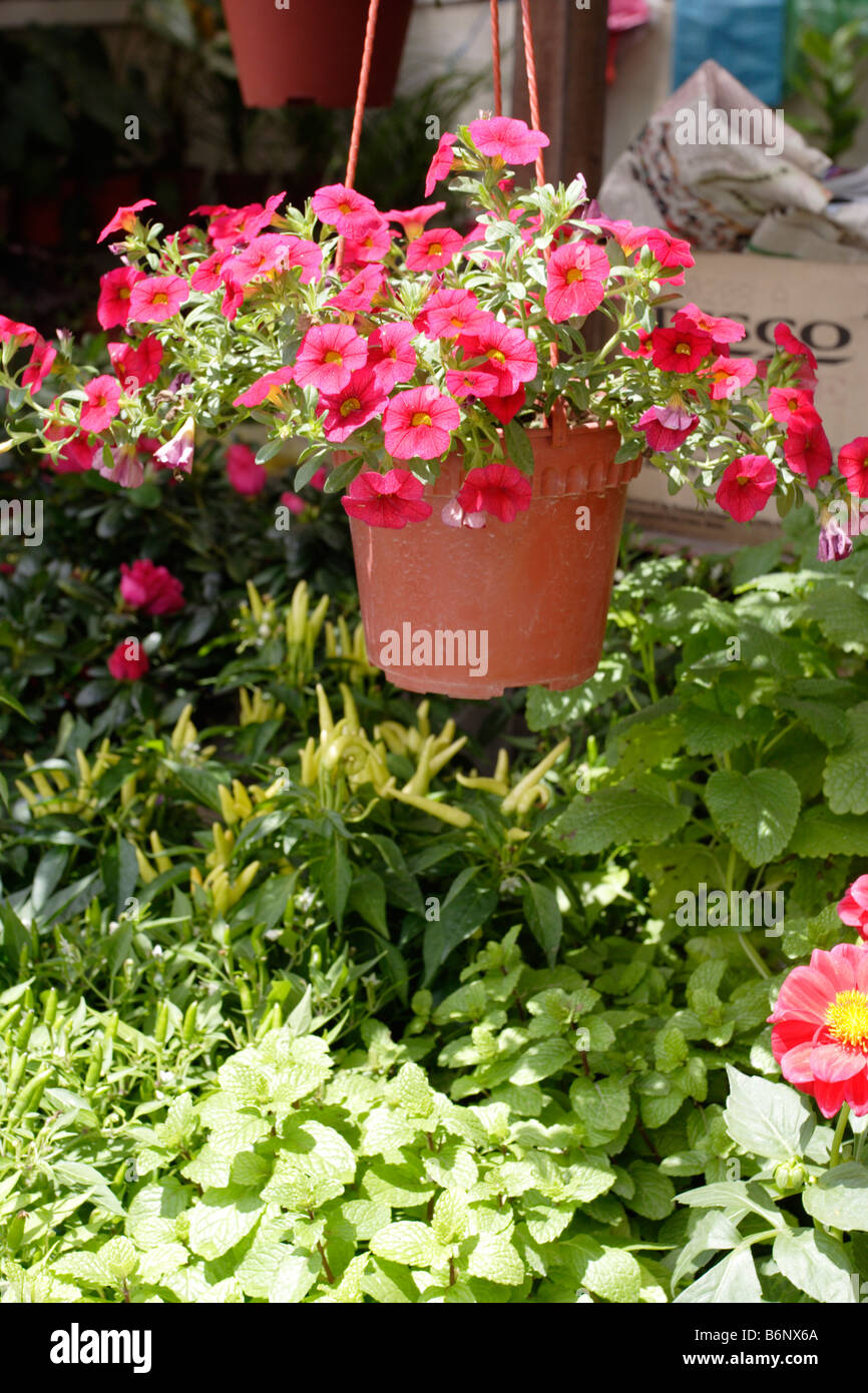 Red flowers in a pot Stock Photo - Alamy
