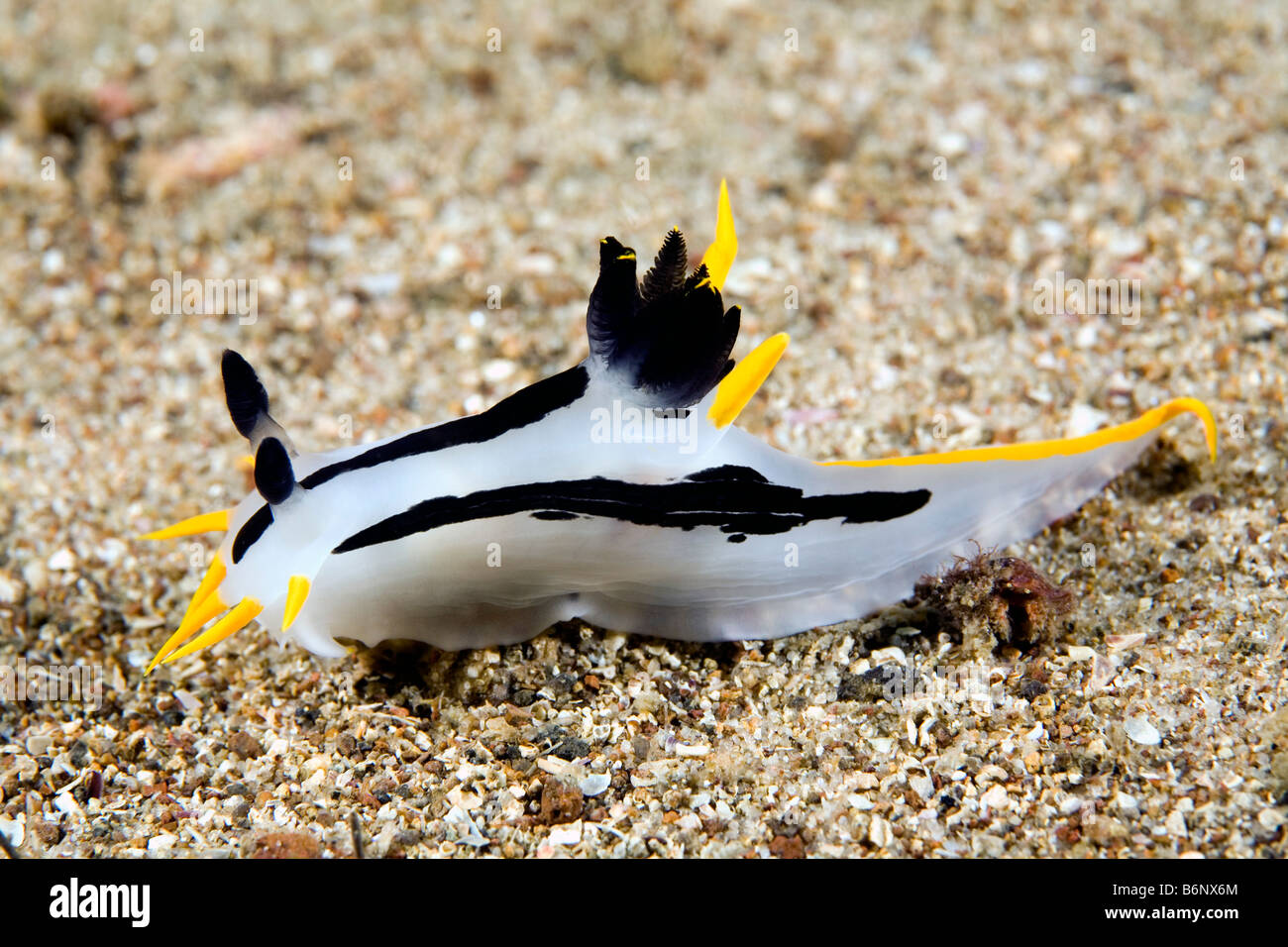 Nudibranch or Sea Slug Polycera capensis crawling across sand Stock ...